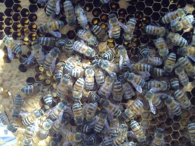 Bees In Libya | Beesource Beekeeping Forums