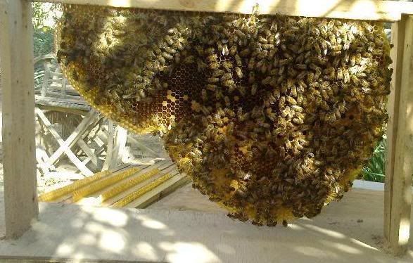 Bees In Libya | Beesource Beekeeping Forums