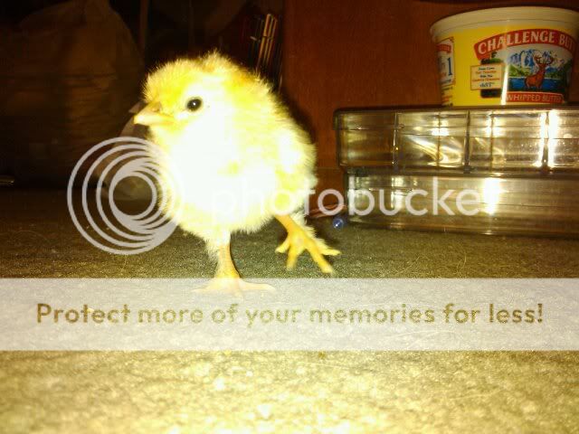 Limping Chick??? ***hobble question!!!**** UPDATED W/ PIC | BackYard ...