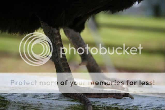 spurs on hen | BackYard Chickens - Learn How to Raise Chickens