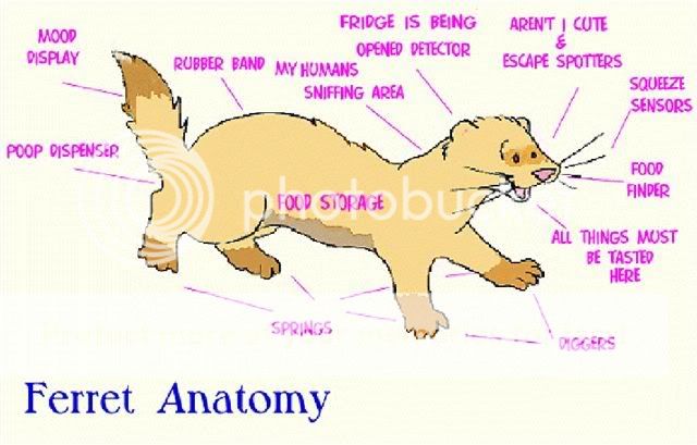 Ferret Anatomy Photo by ed4ferrets | Photobucket