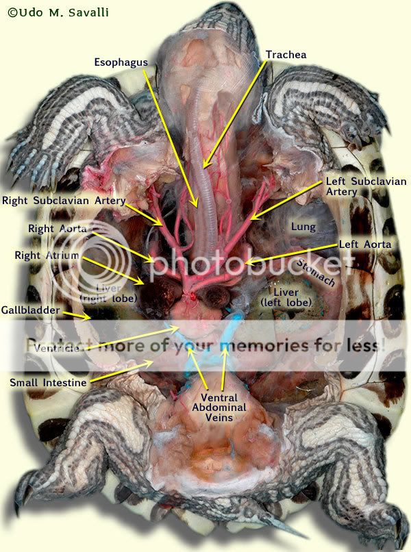 Do tortoises get full? | Tortoise Forum